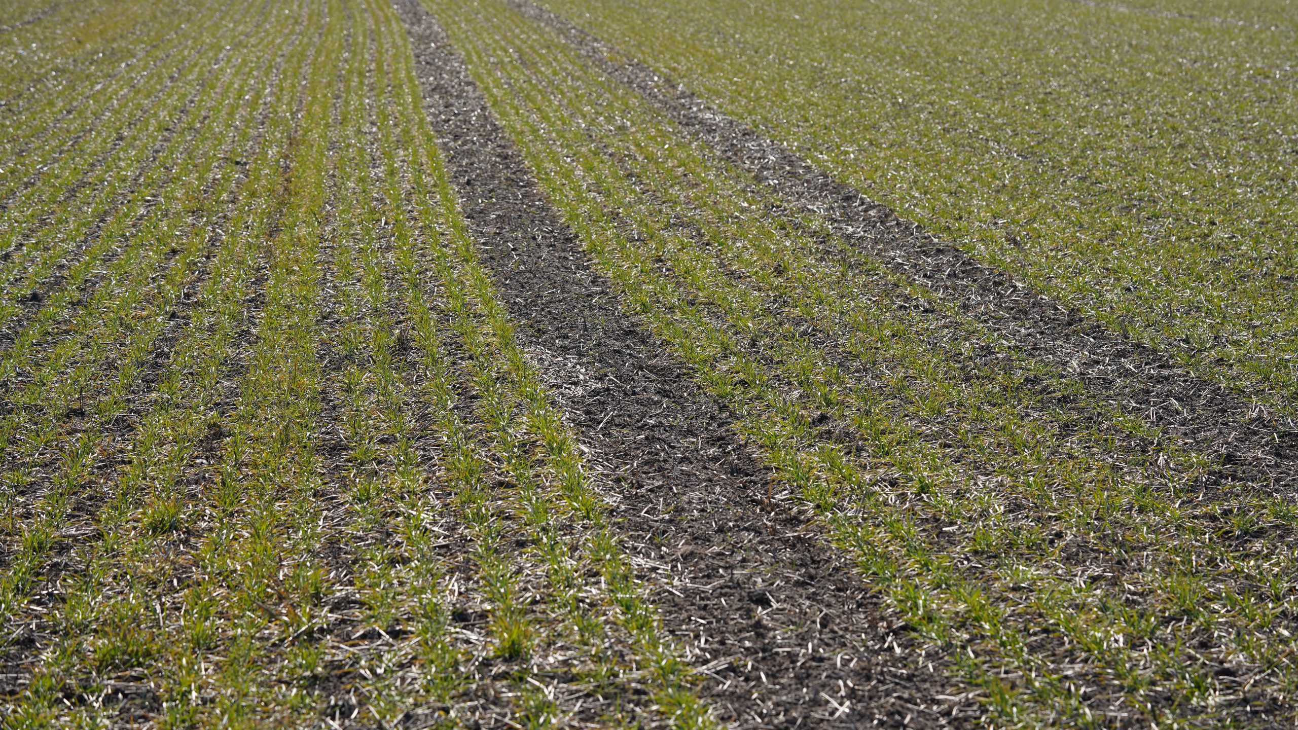 Kalis – trečiasis elementas, bet labai svarbus