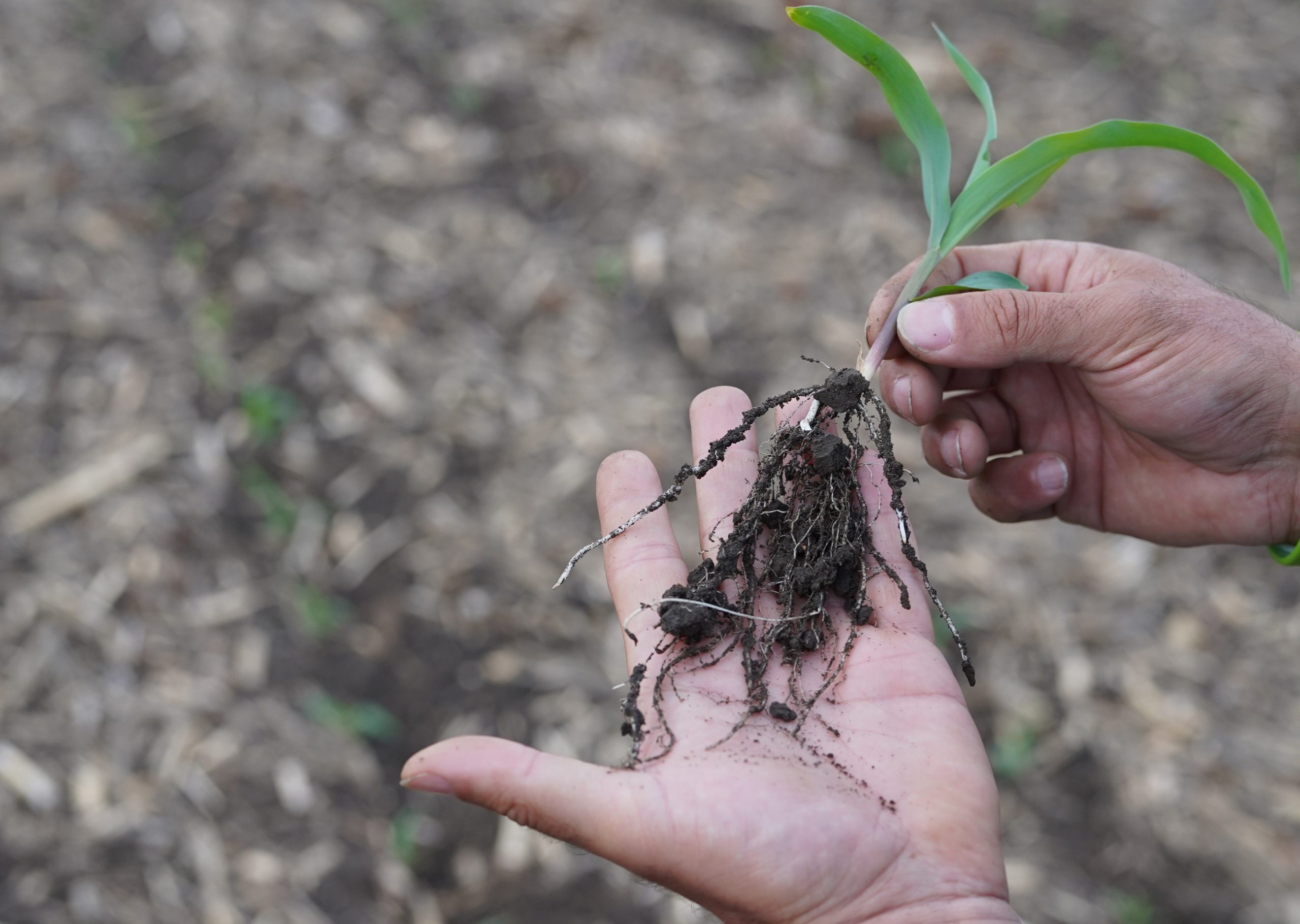 Mikrobų indėlis į augalų mitybą fosforu | Bioenergy LT