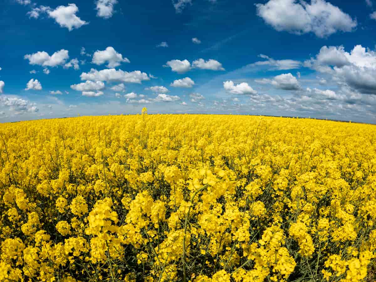 Biostimuliatoriai šiuolaikiniame tvariame žemės ūkyje | Bioenergy LT